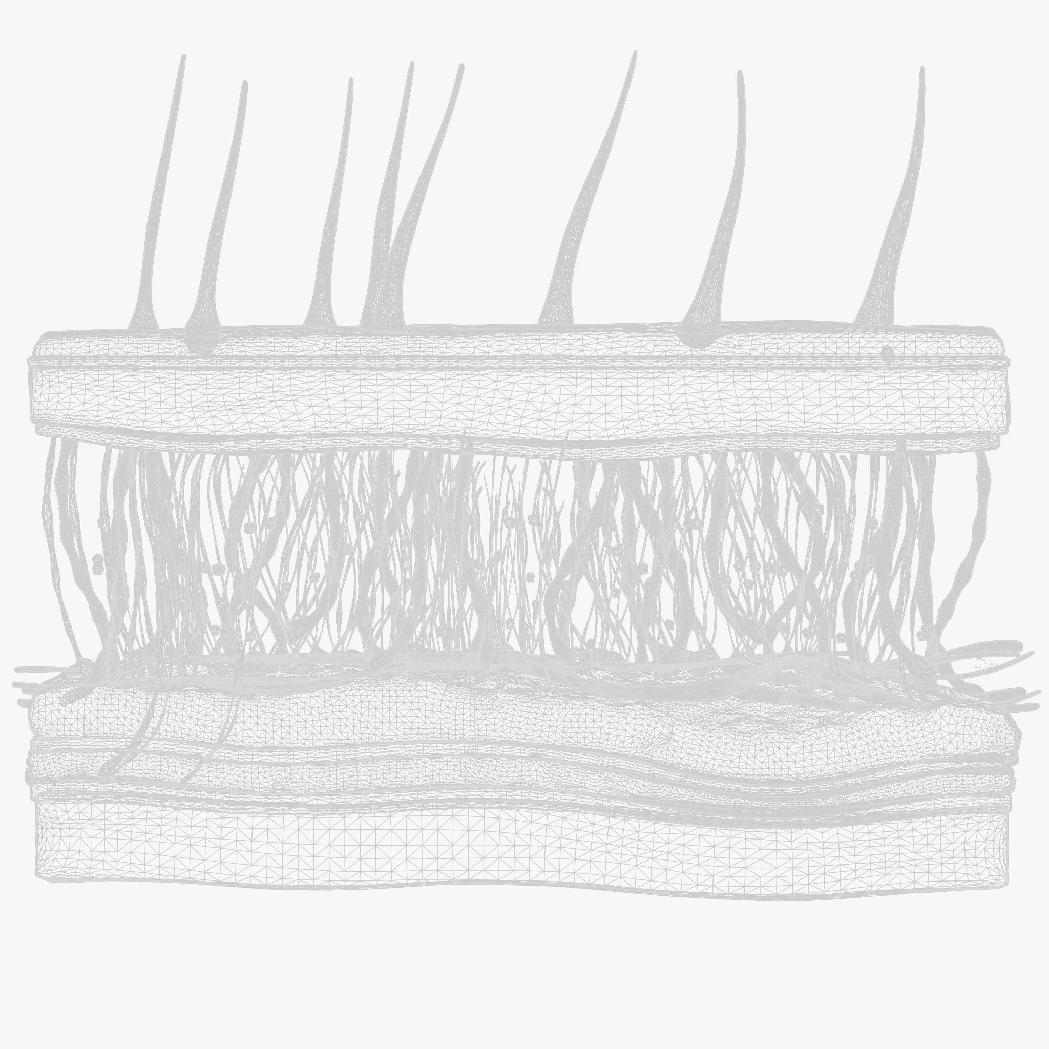 Skin Cross Section 3D model | CGTrader