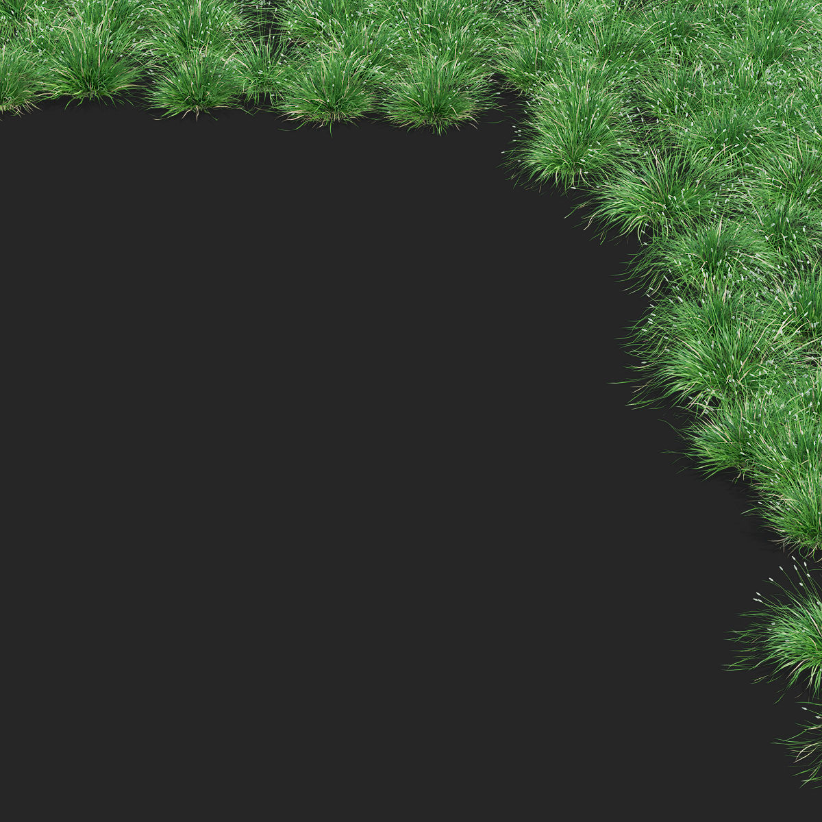 Sesleria nitida ornamental grass 3D model | CGTrader