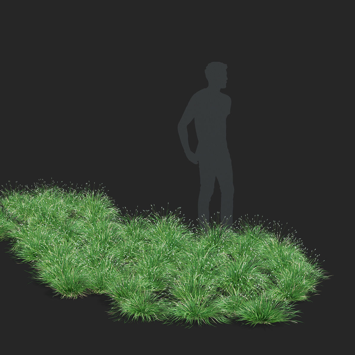Sesleria nitida ornamental grass 3D model | CGTrader