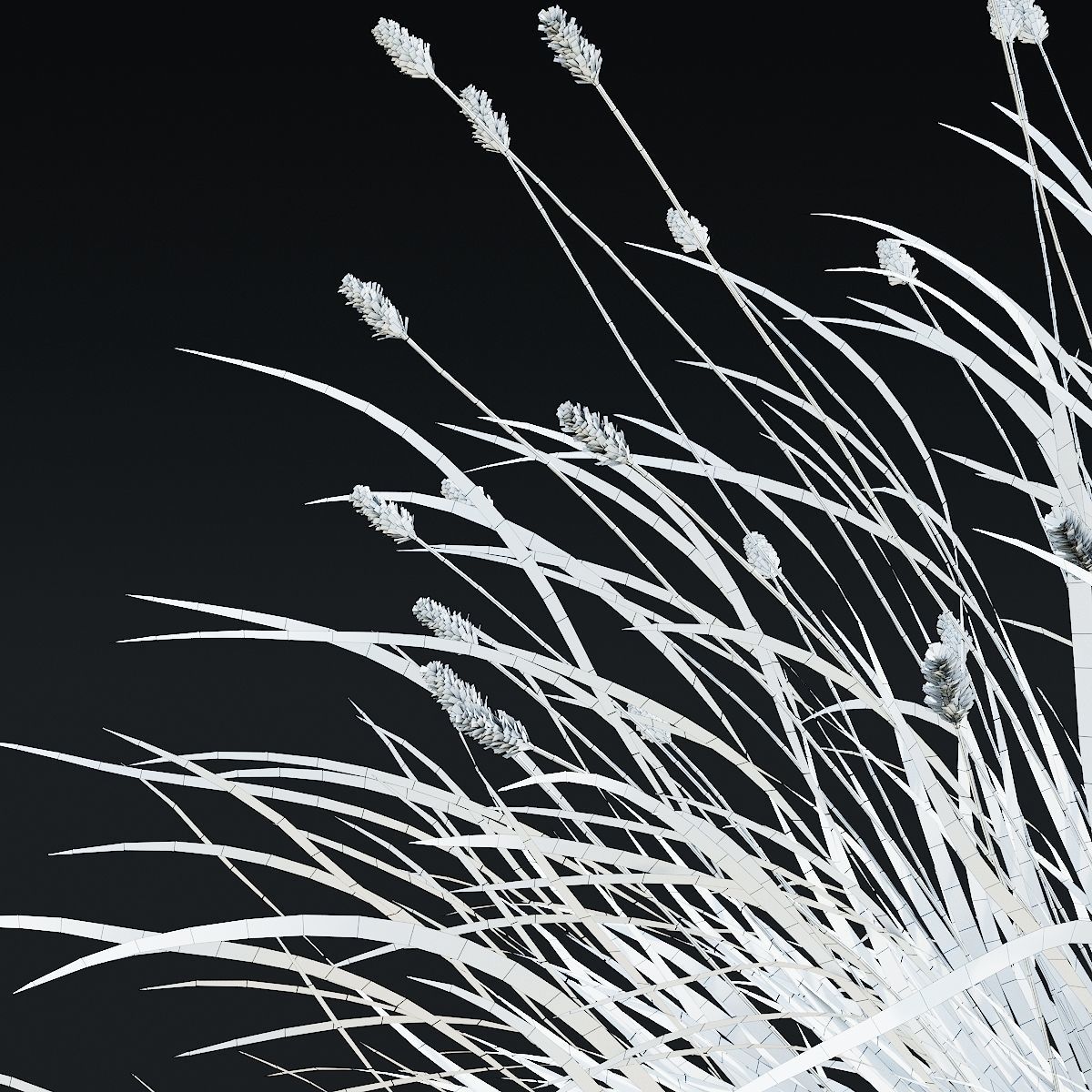 Sesleria nitida ornamental grass 3D model | CGTrader