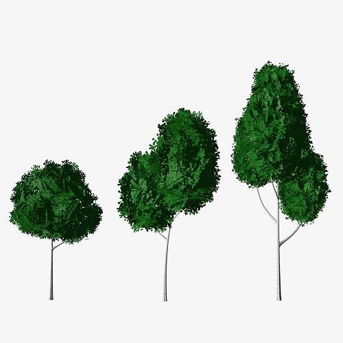 Stylized Birch Trees 3D model | CGTrader