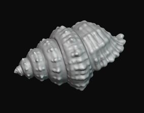 Shell 3D Models | CGTrader