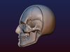 Half Face Two Face 3D model 3D printable | CGTrader