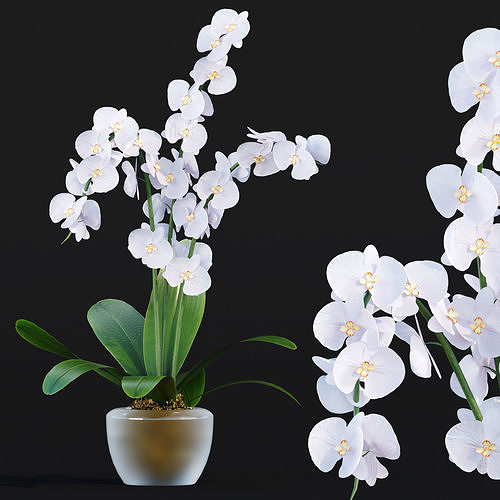 Orchid flowers vol 173 3D model | CGTrader