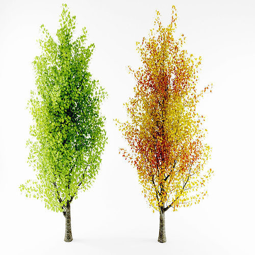 Capital pear tree 3D model | CGTrader