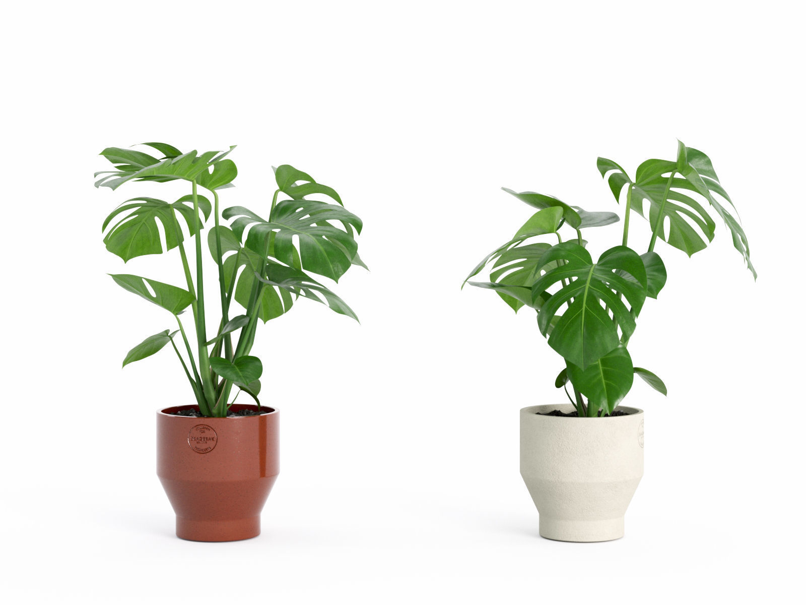 Plant Monstera Deliciosa S 3d Model Cgtrader