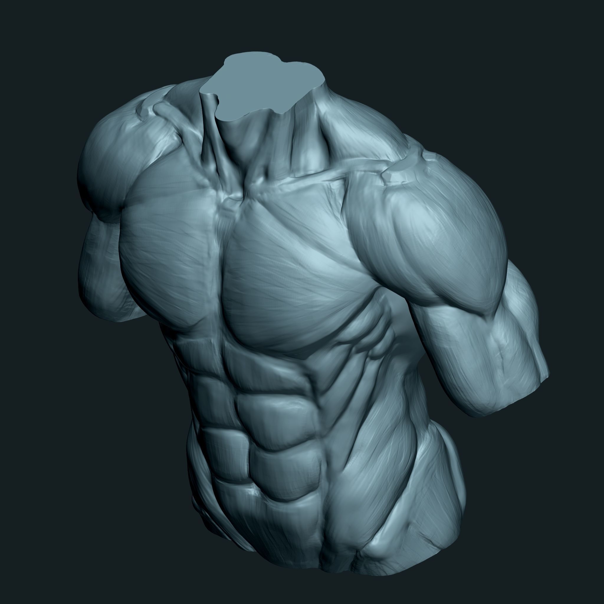 Male Human Torso 3D model | CGTrader
