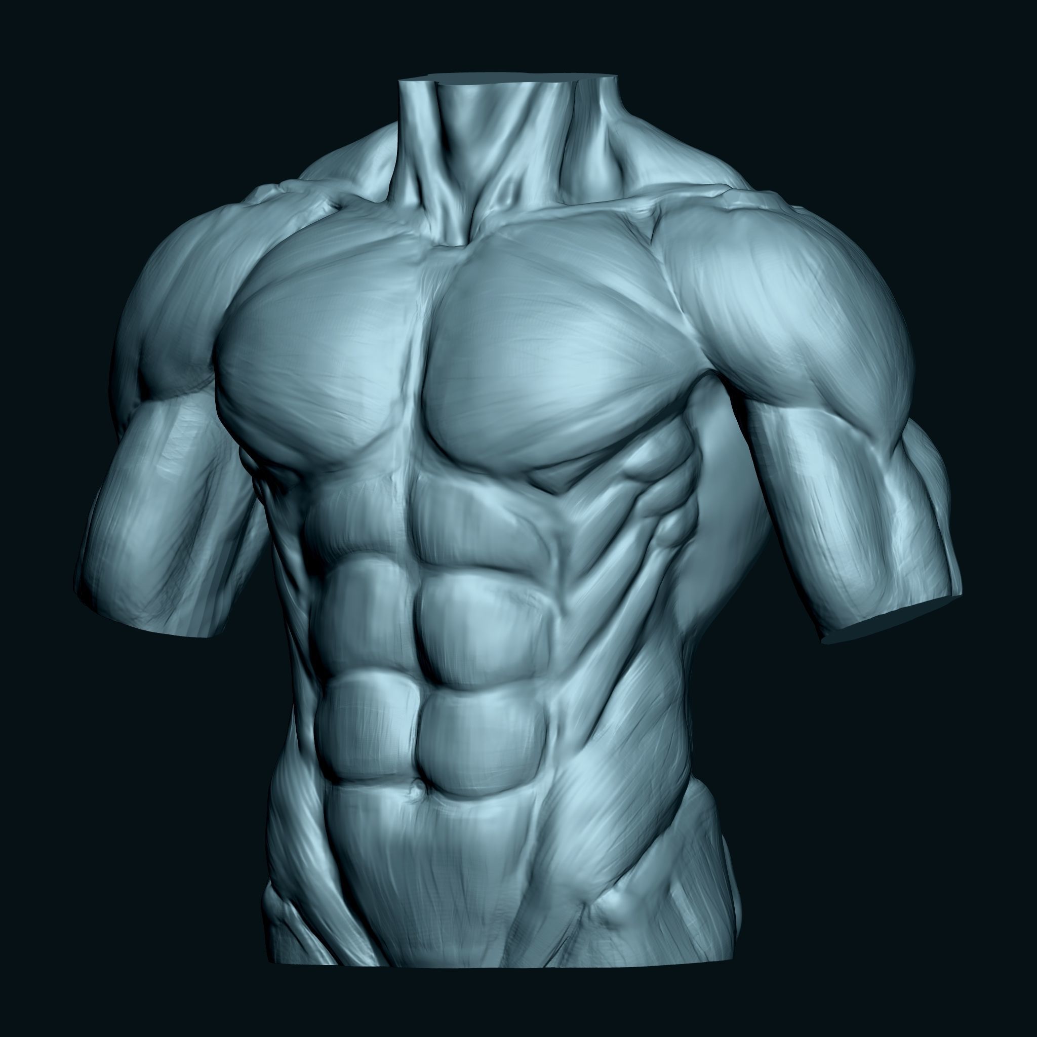Male Human Torso 3D model | CGTrader