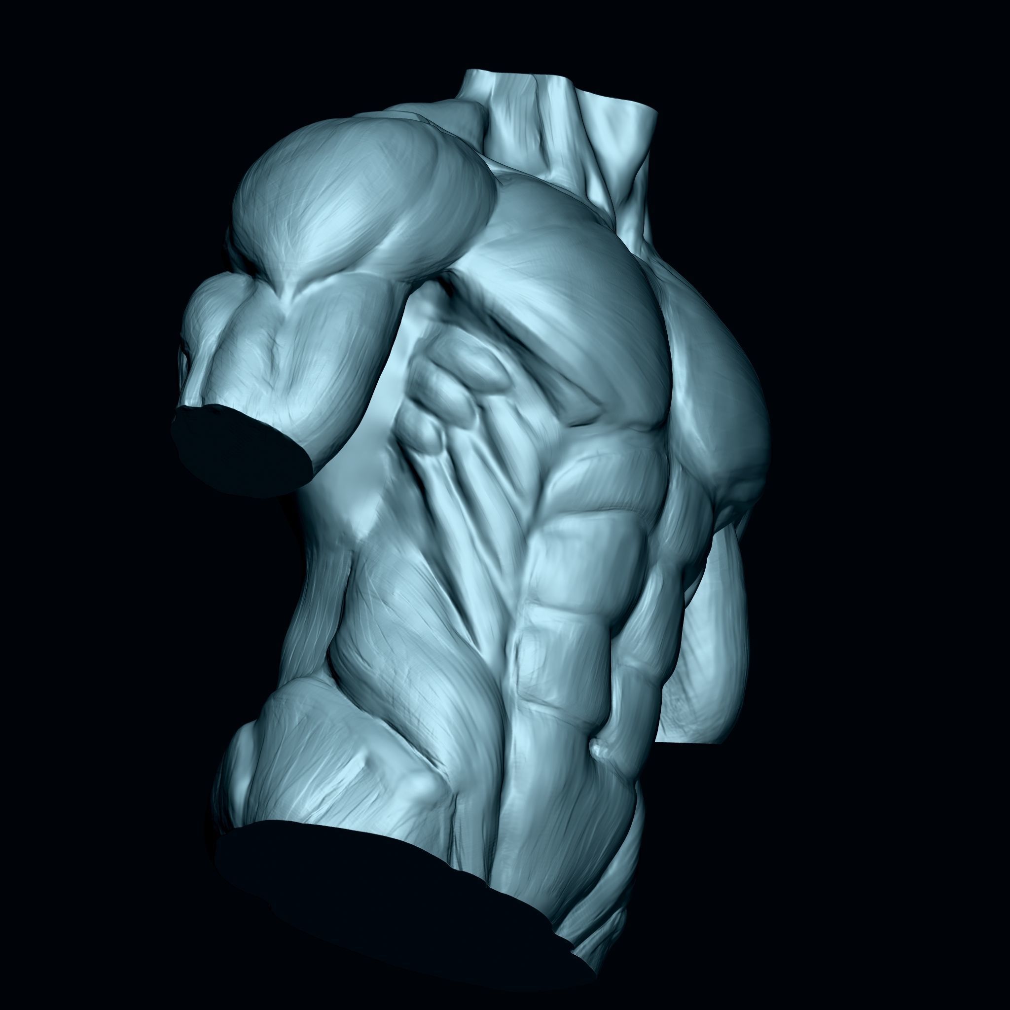Male Human Torso 3D model | CGTrader