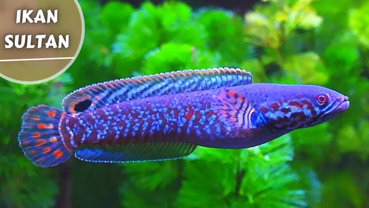 Purple Channa 3D model | CGTrader