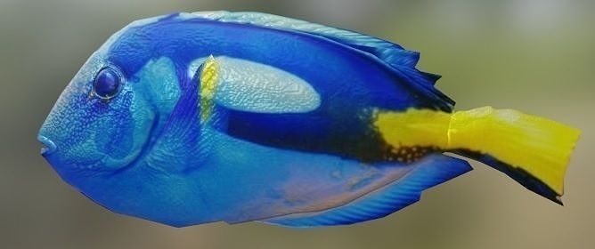 Dory Fish