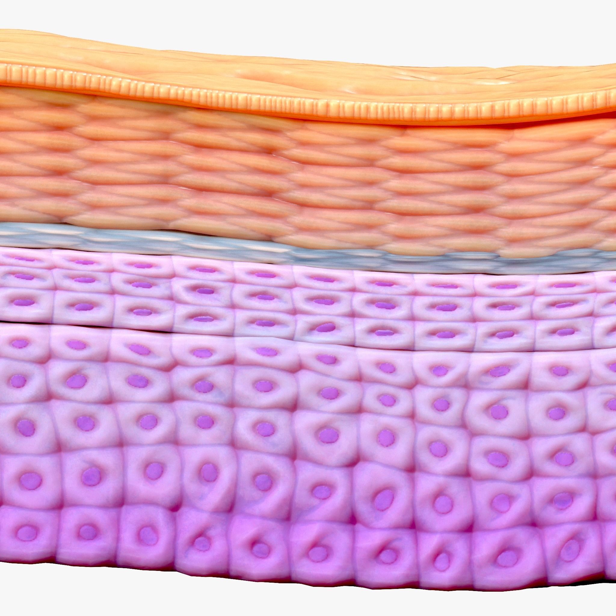 Epidermis Cross Section 3D model | CGTrader