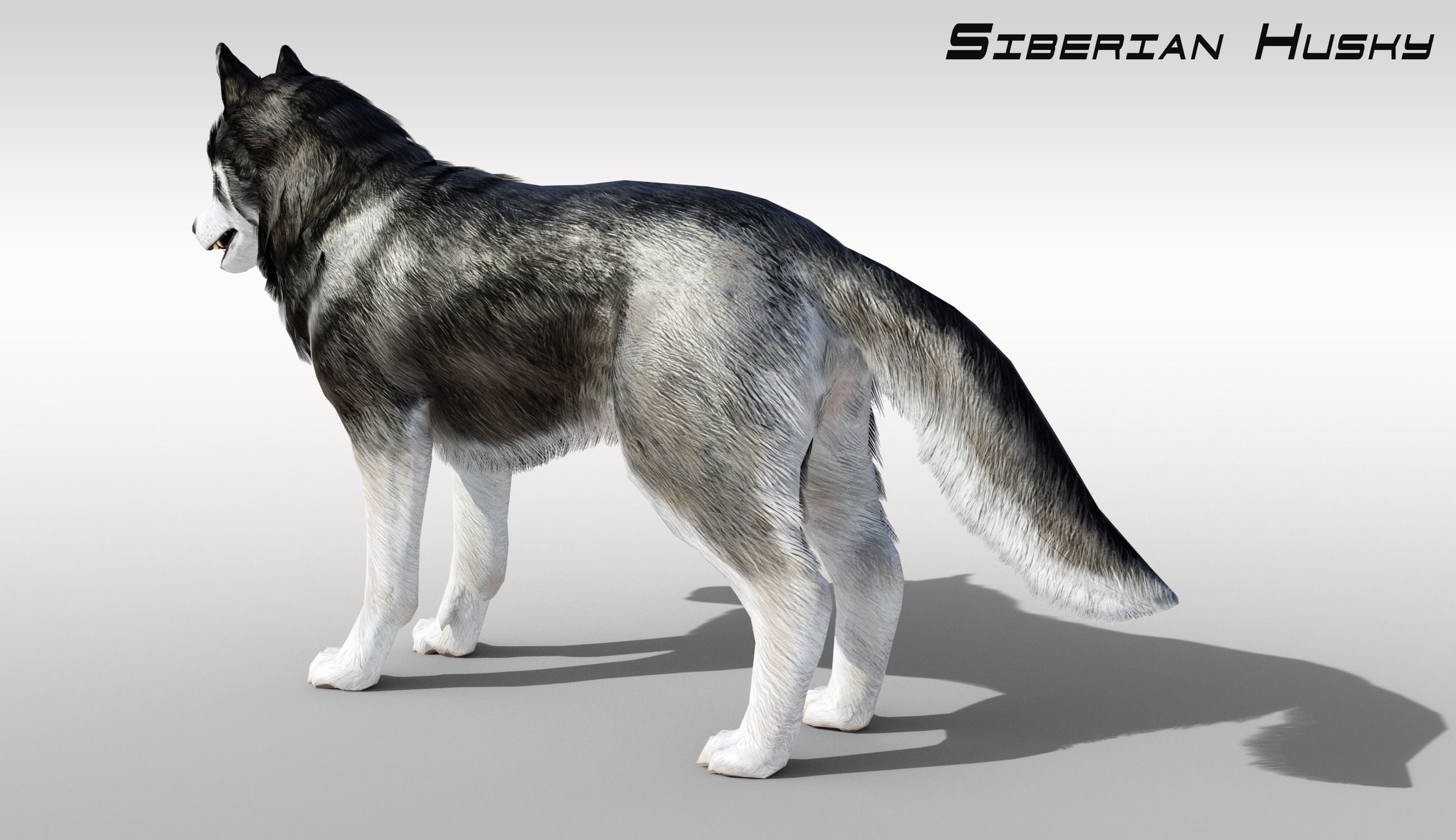 3D model Siberian Husky Fur Rigged VR / AR / low-poly | CGTrader