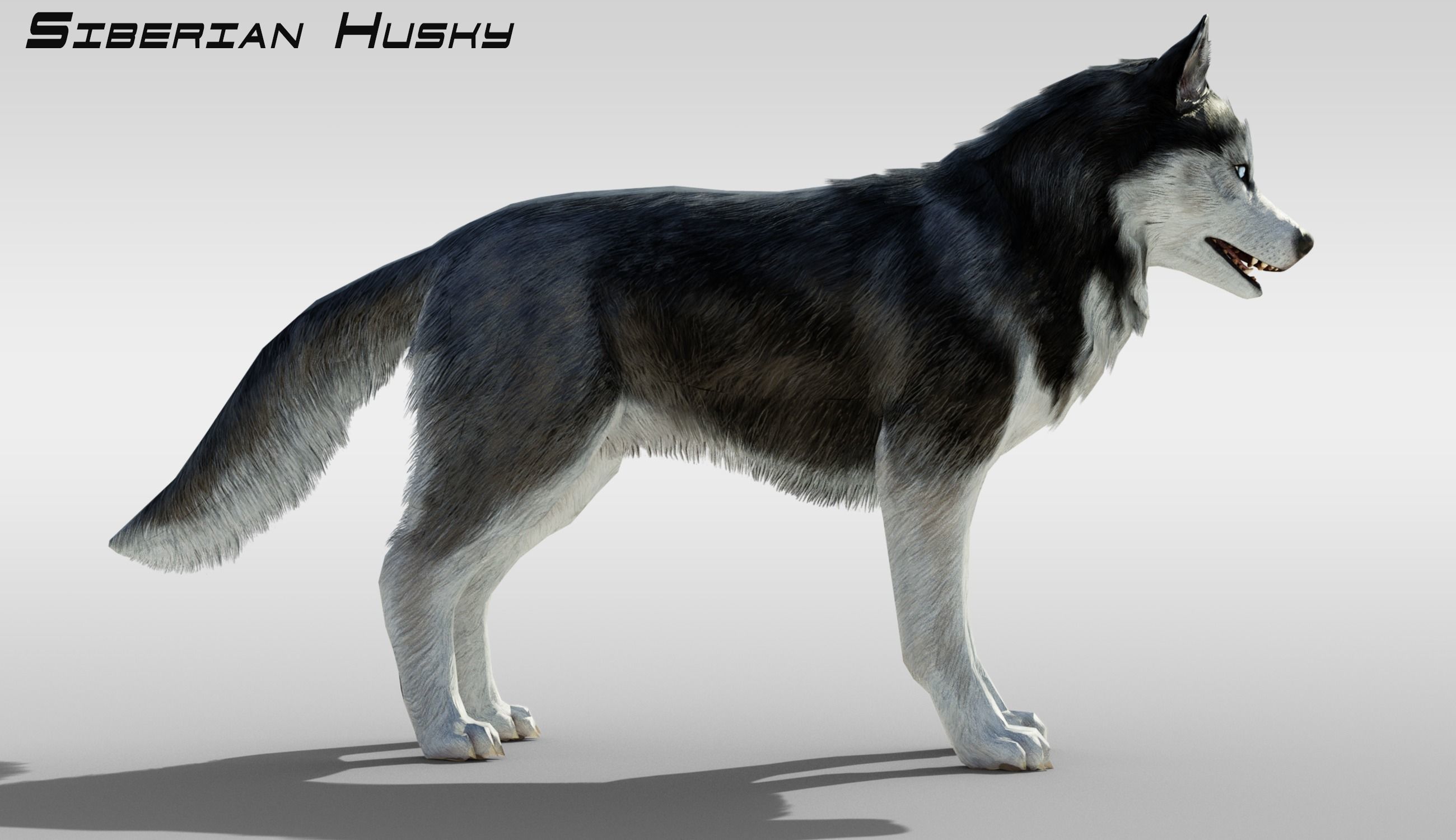 3D model Siberian Husky Fur Rigged VR / AR / low-poly | CGTrader