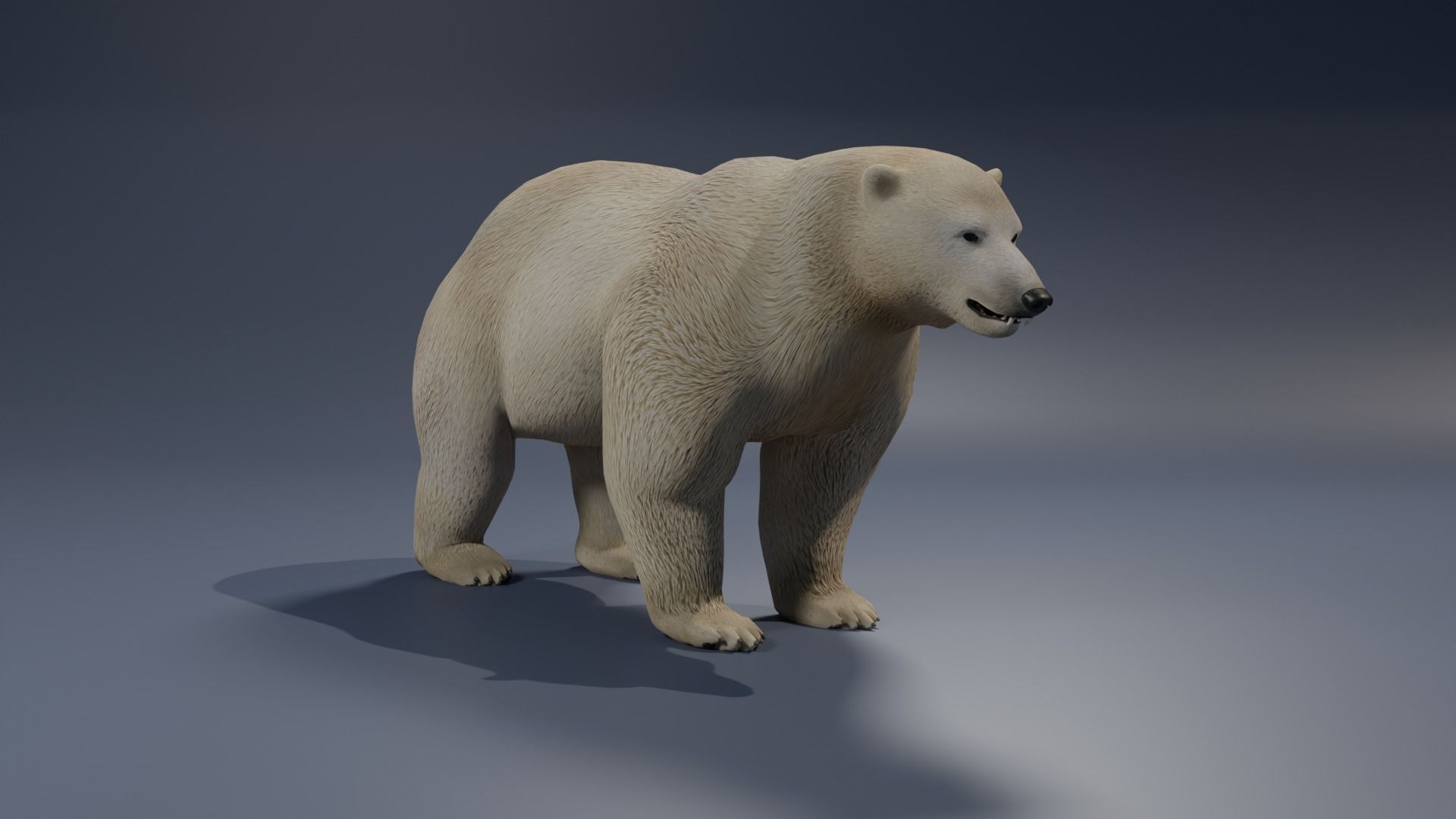 Polar Bear 3D model | CGTrader