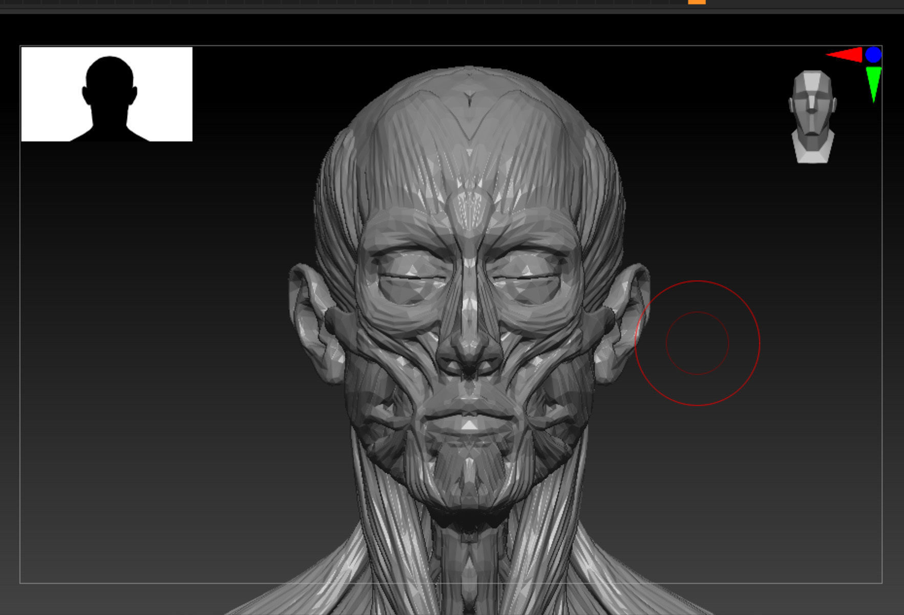 Male Anatomy 3D print ready detailed model 3D model 3D printable | CGTrader