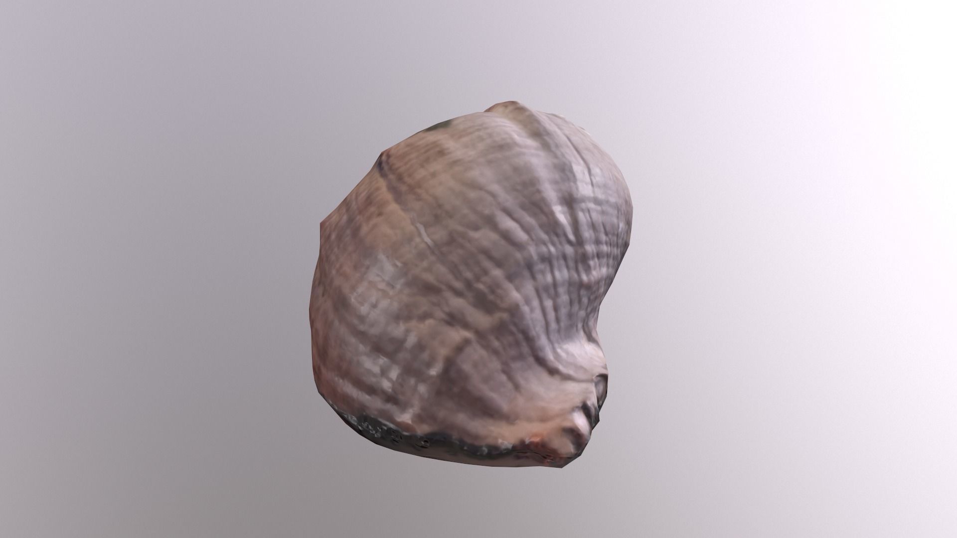 Seashell shell free VR / AR / low-poly 3D model | CGTrader