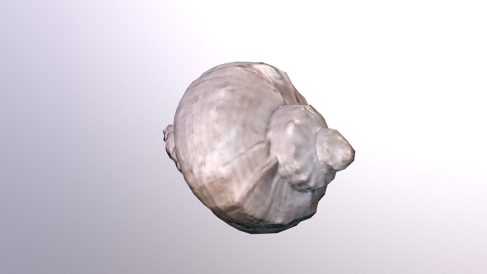 Seashell shell free VR / AR / low-poly 3D model | CGTrader