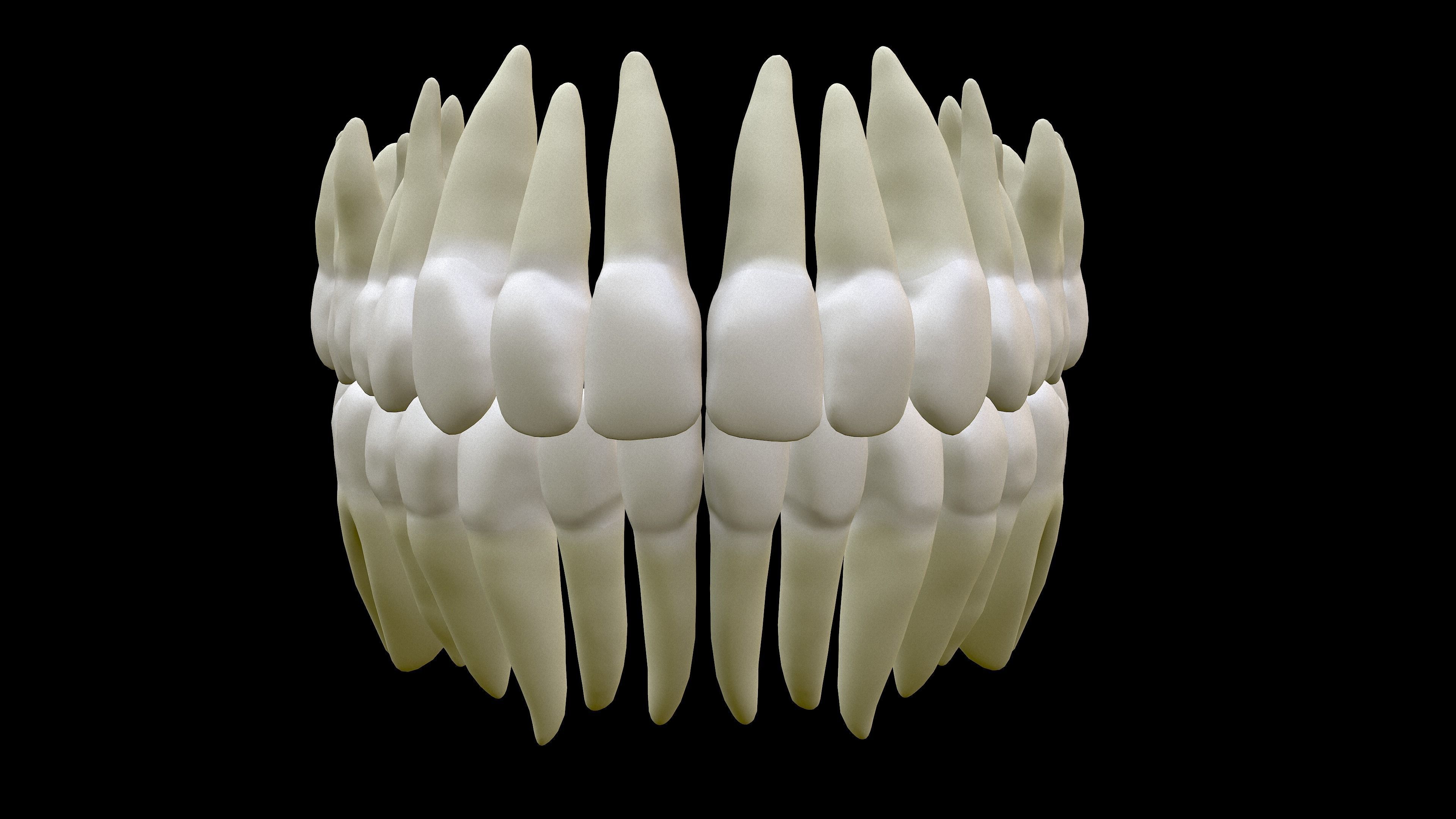 Realistic Human Teeth 3D model | CGTrader