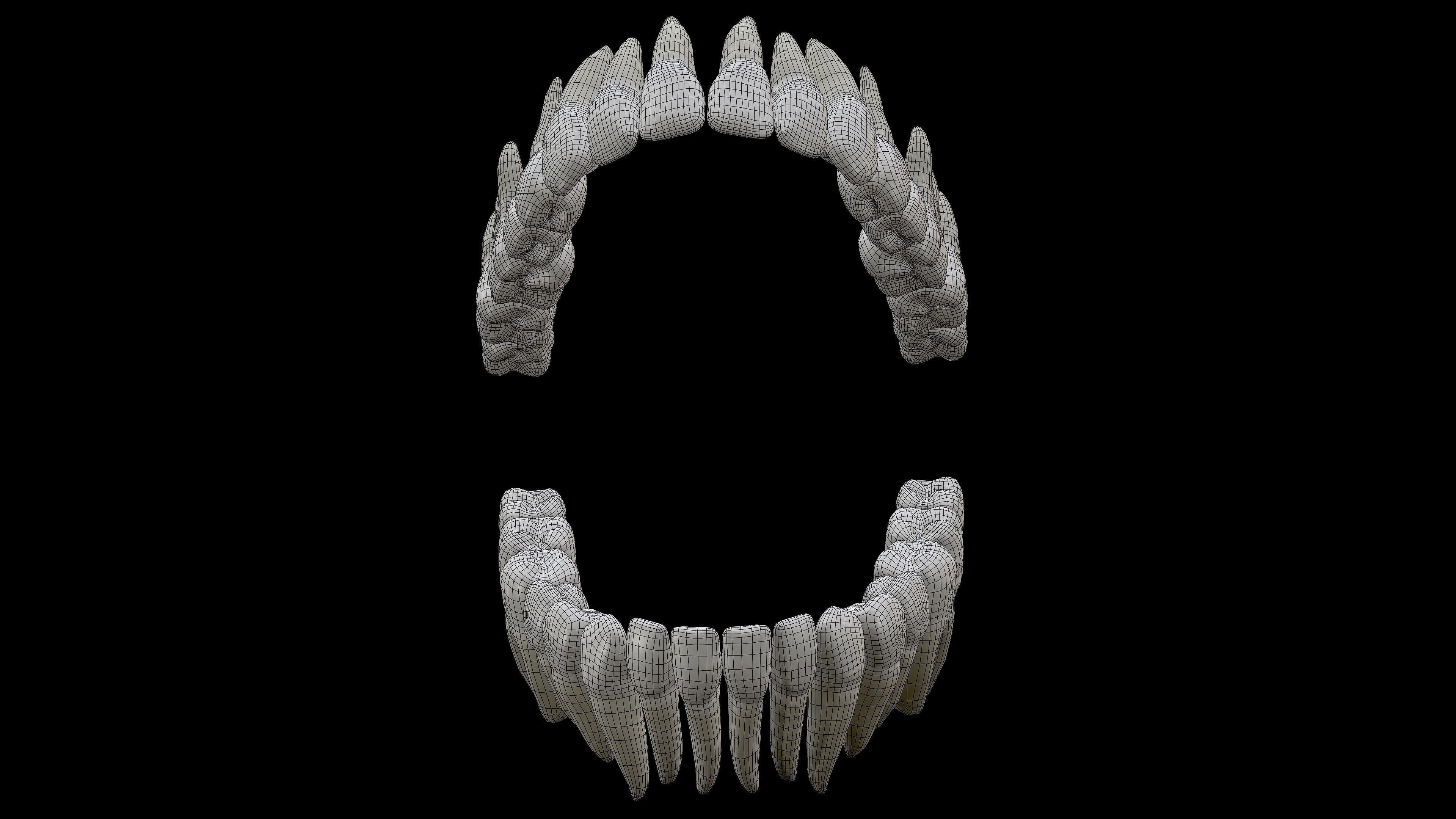 Realistic Human Teeth 3D model | CGTrader