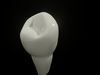 Mandibular First Premolar 3D model | CGTrader