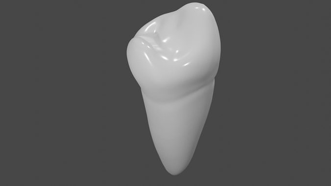 Mandibular Second Premolar 3D model 3D model | CGTrader
