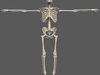3D model Human Skeleton VR / AR / low-poly | CGTrader