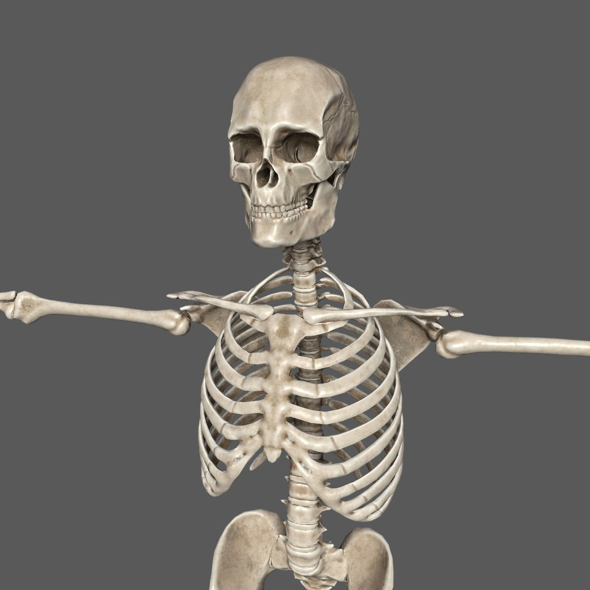 3D model Human Skeleton VR / AR / low-poly | CGTrader