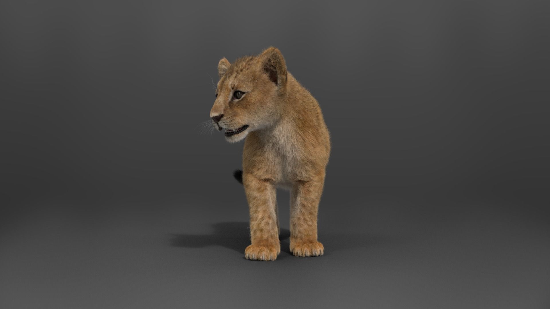 Lion Cub Animated VFX Grace 3D model animated rigged | CGTrader