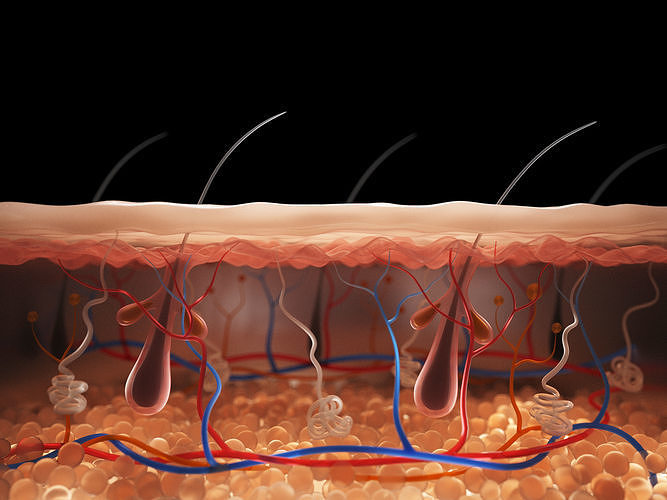 Skin Cross Section 3D model | CGTrader