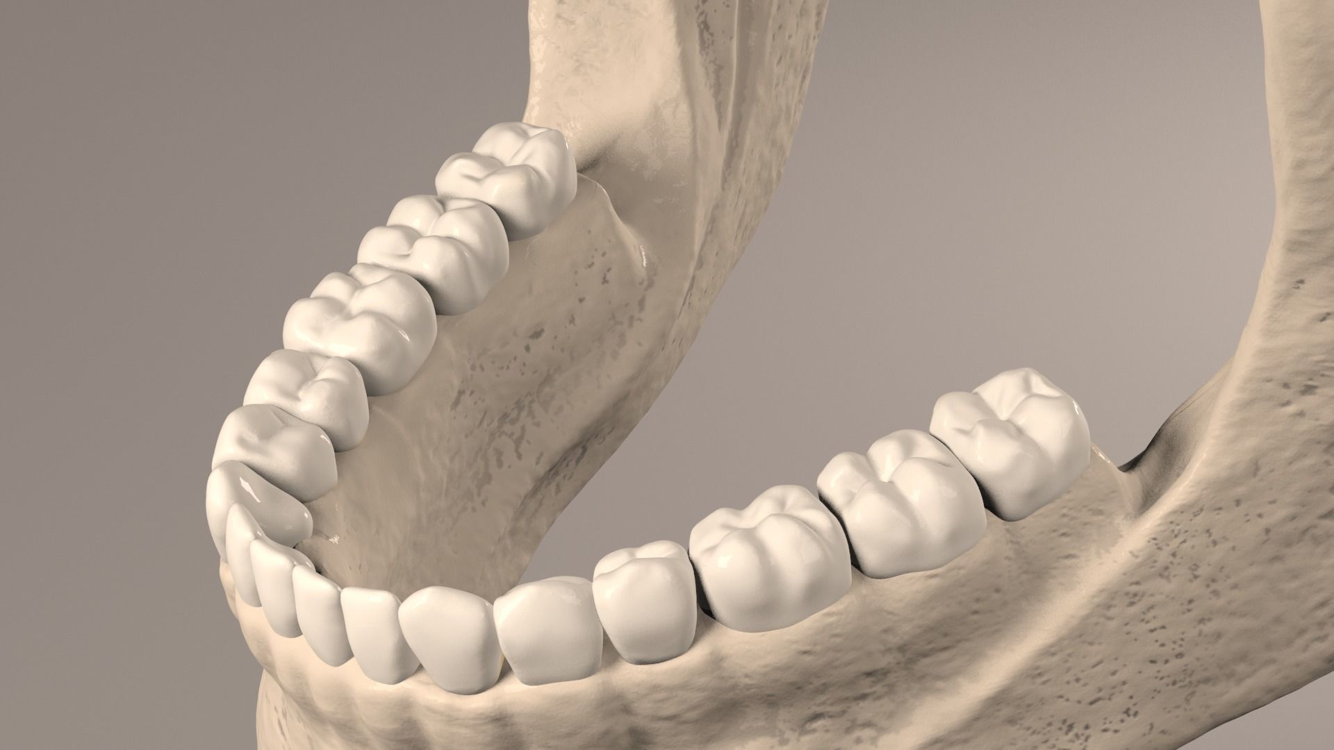 3D model Lower Jaw with Lower Teeth model VR / AR / low-poly | CGTrader