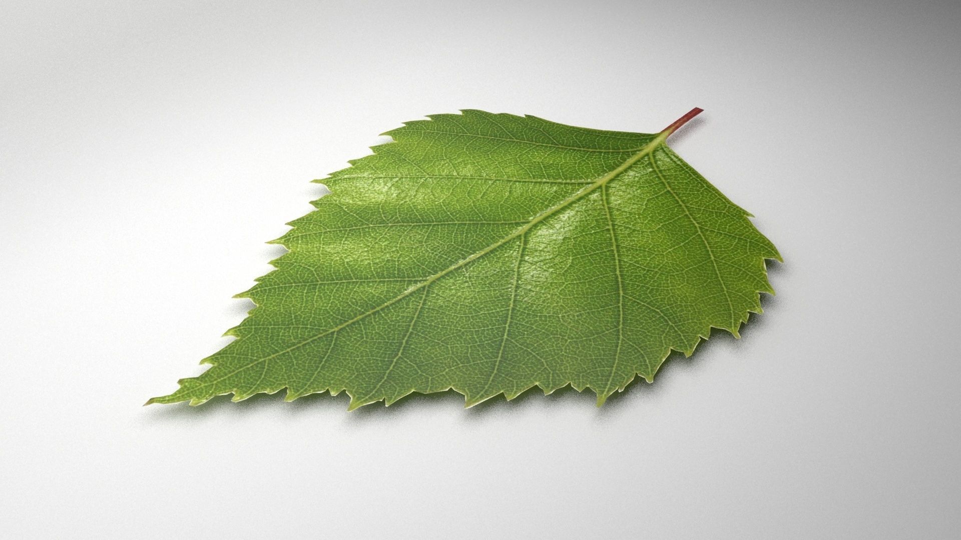 leaf 3d model 3D model | CGTrader