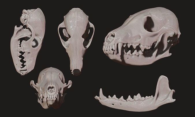 Vulpes Vulpes Skull