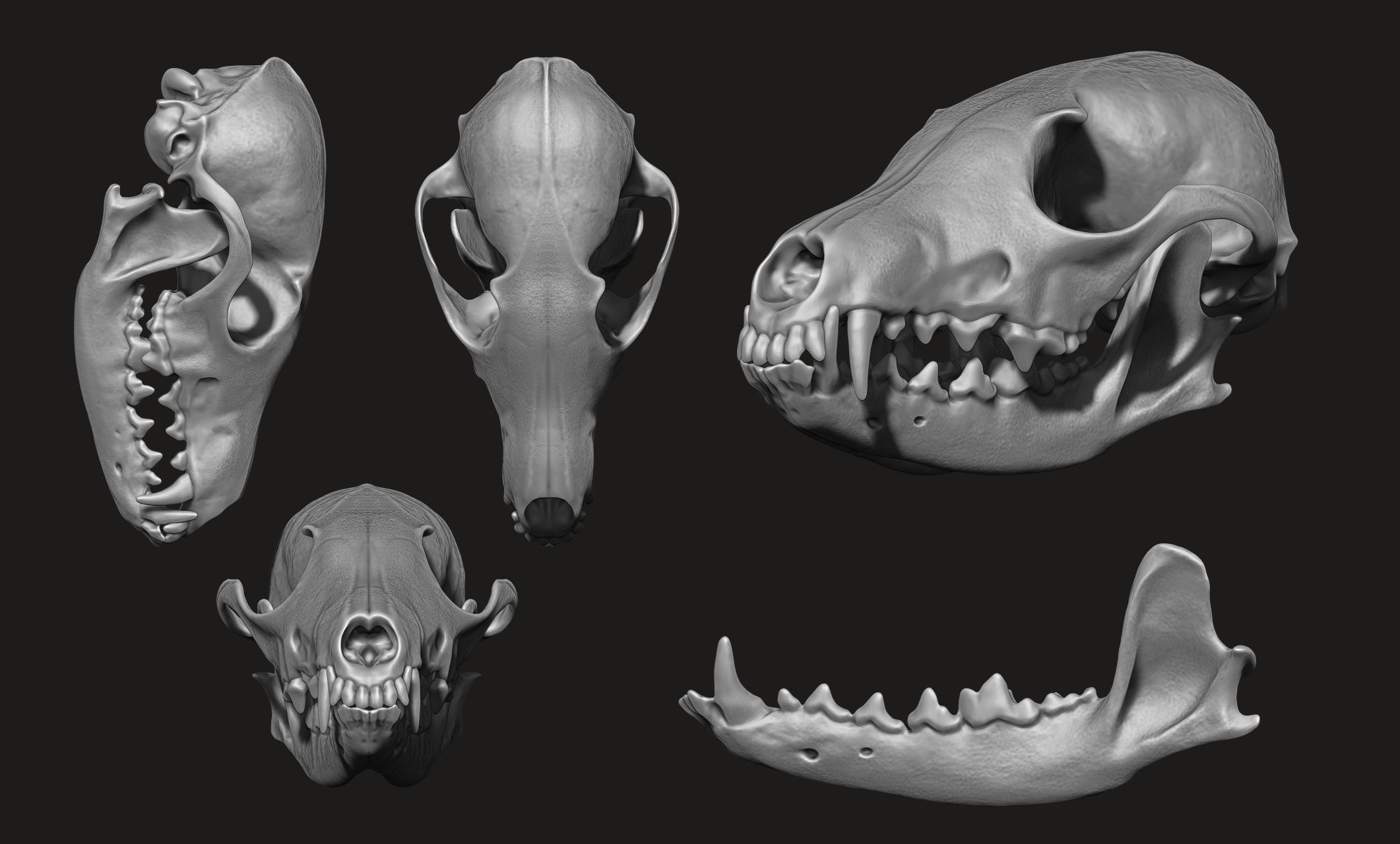 European Fox Skull - Vulpes vulpes - CNC 3D model 3D printable | CGTrader