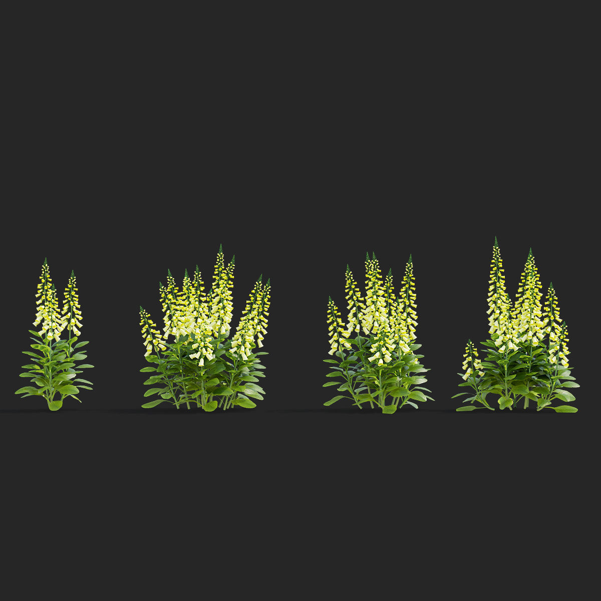 Digitalis purpurea lemoncello 3D model | CGTrader