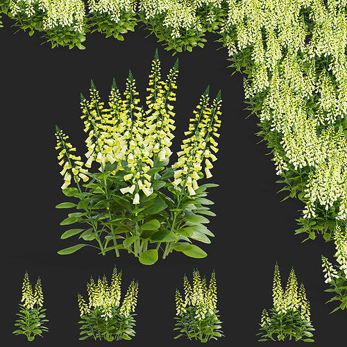 Digitalis purpurea lemoncello 3D model | CGTrader