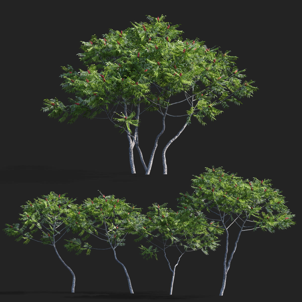 Rhus typhina 2 seasons 3D model | CGTrader