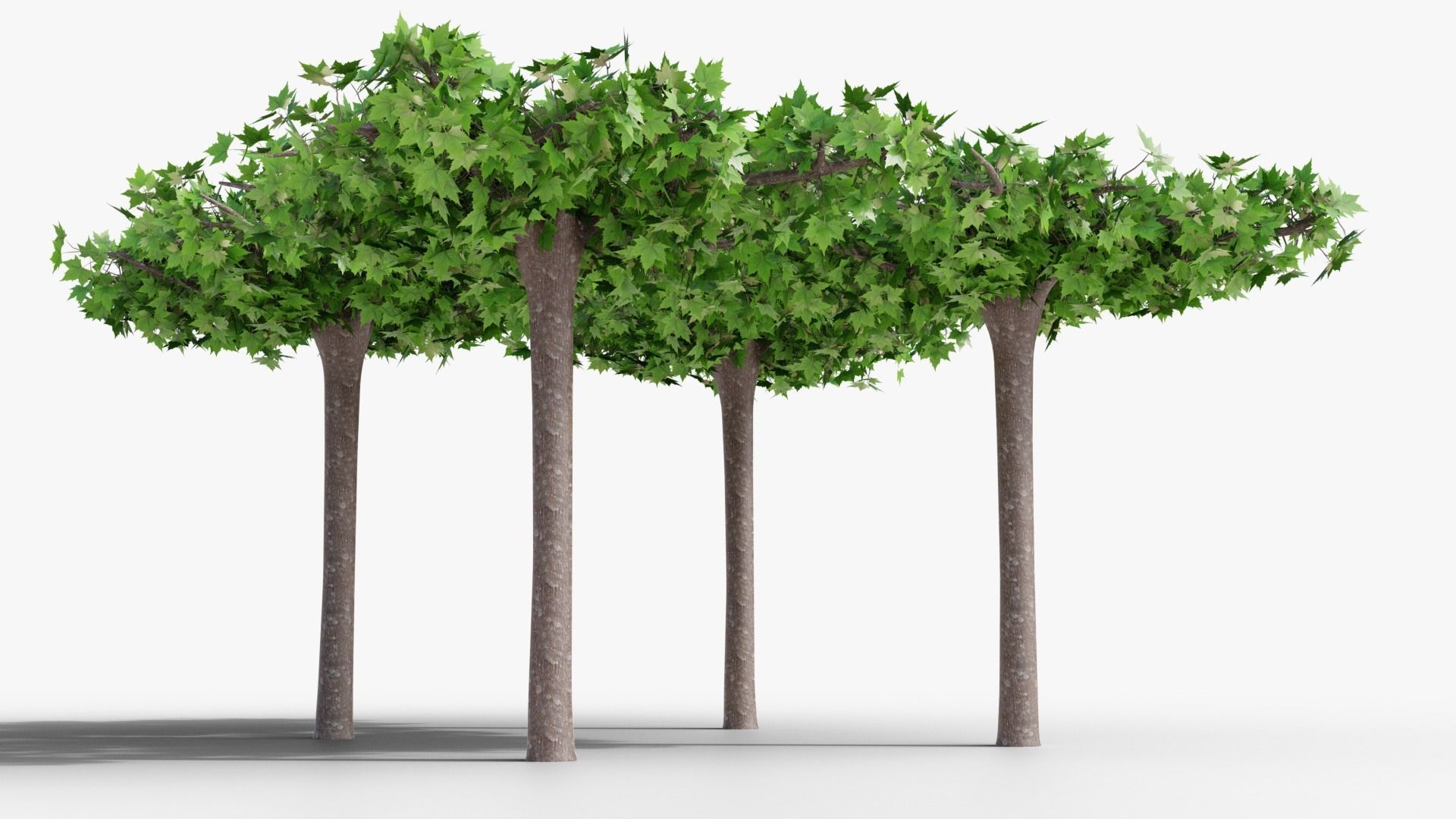 Platanus hispanica roof form 3D model | CGTrader