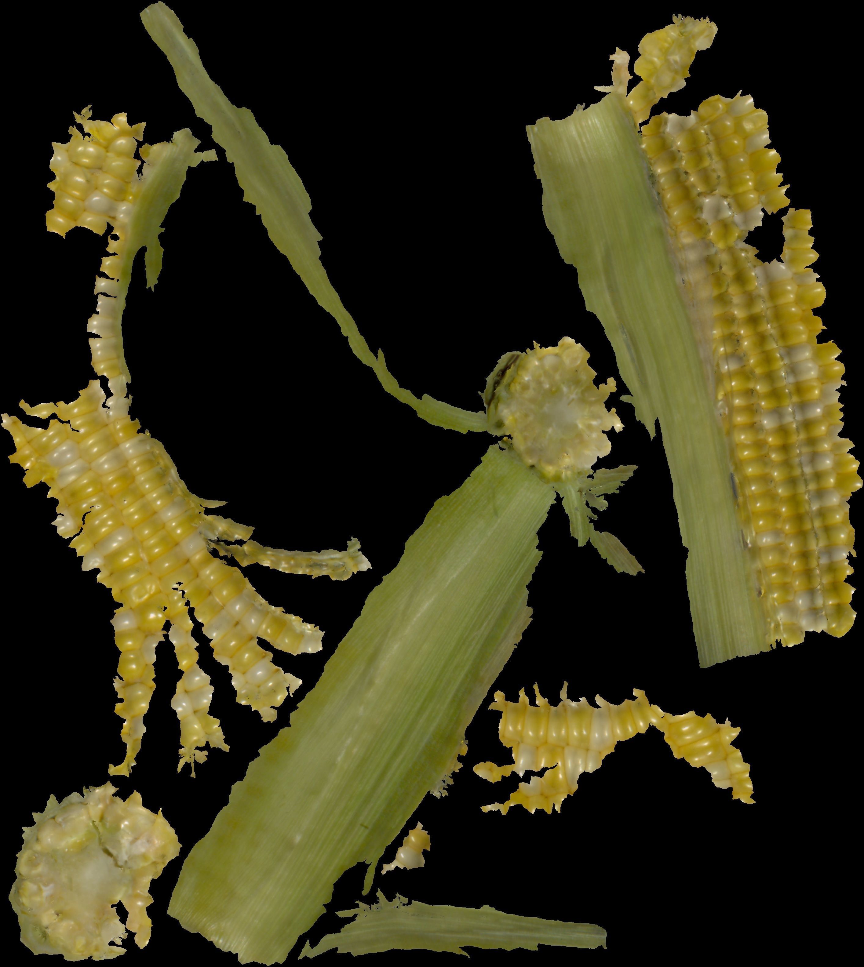 Corn cob with and without husk 3D model | CGTrader