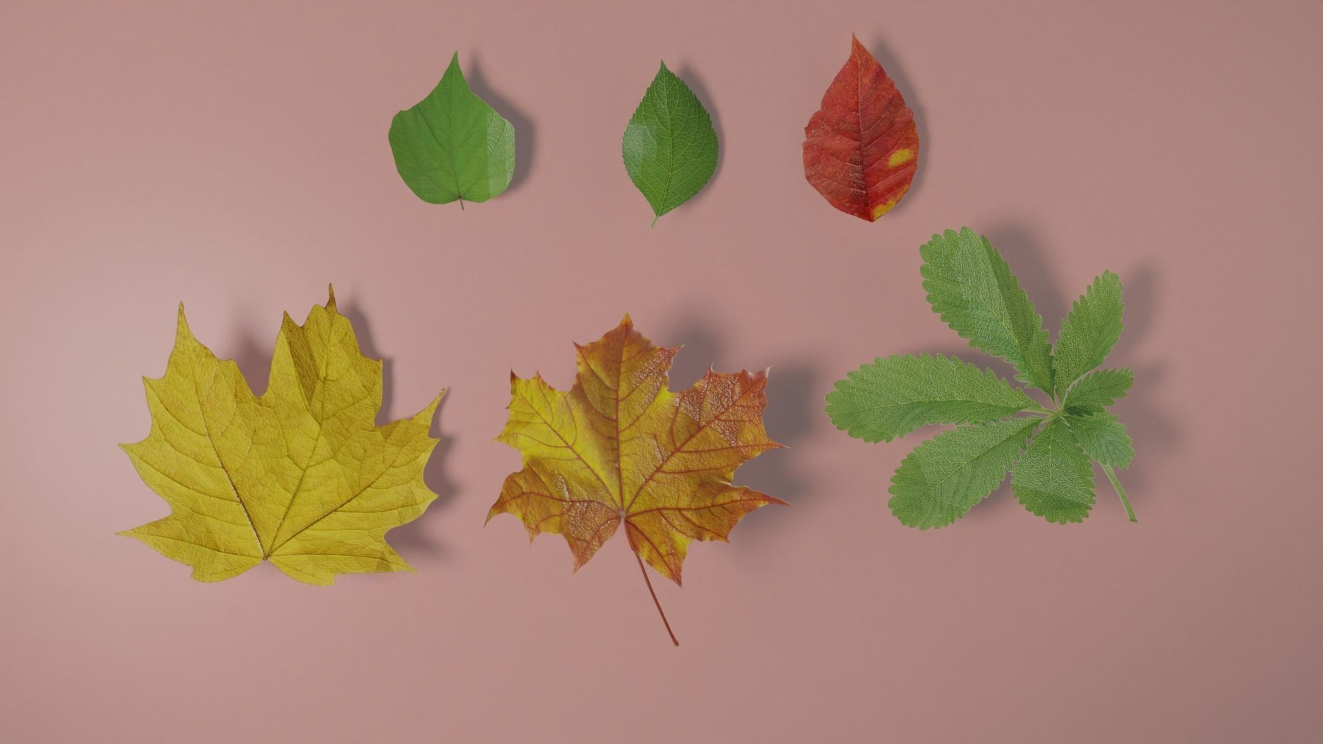 3d models of leafs 3D model | CGTrader