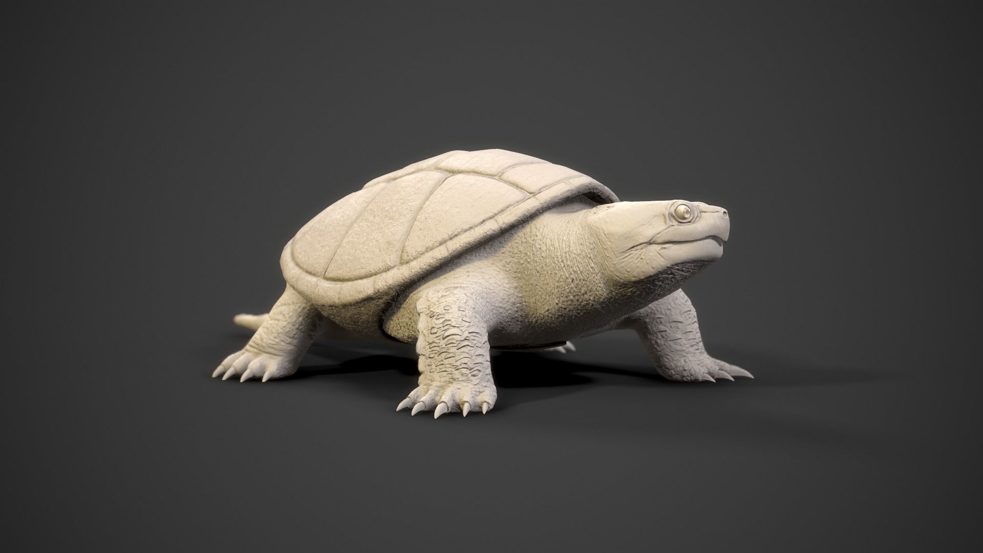 3D model Common Snapping Turtle VR / AR / low-poly | CGTrader