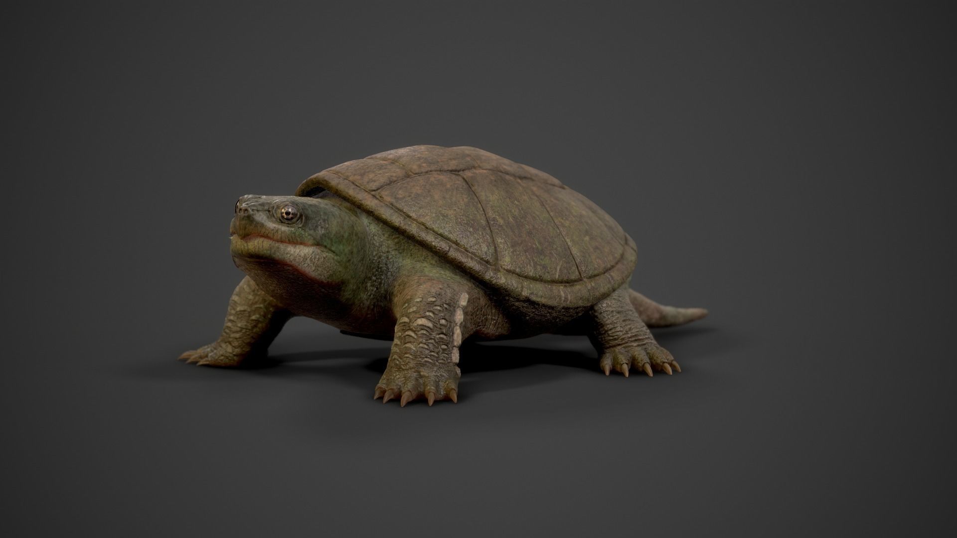 3D model Common Snapping Turtle VR / AR / low-poly | CGTrader