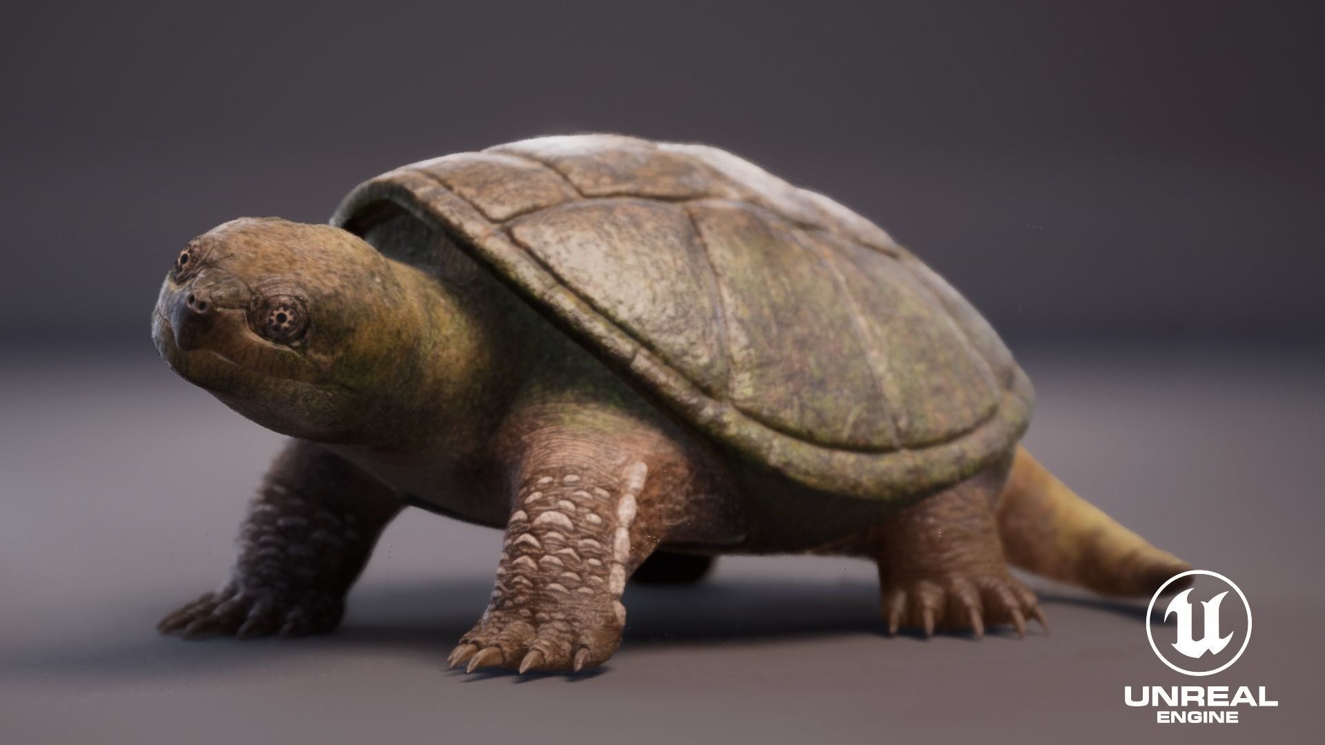 3D model Common Snapping Turtle VR / AR / low-poly | CGTrader