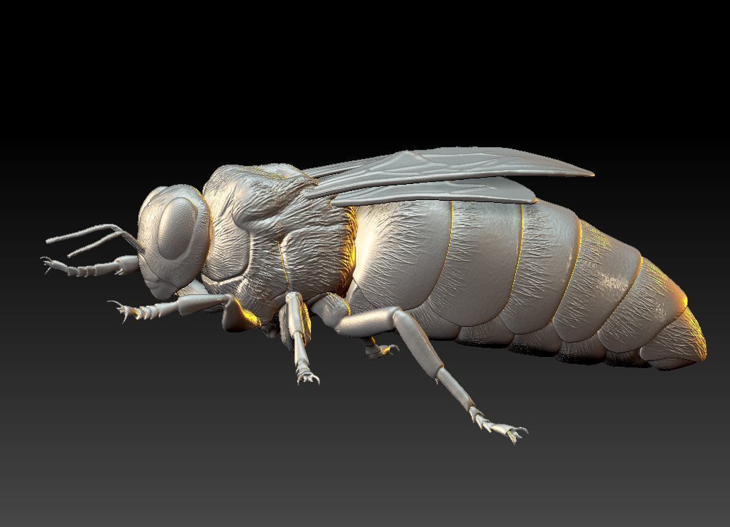 Queen bee 3D model 3D printable | CGTrader