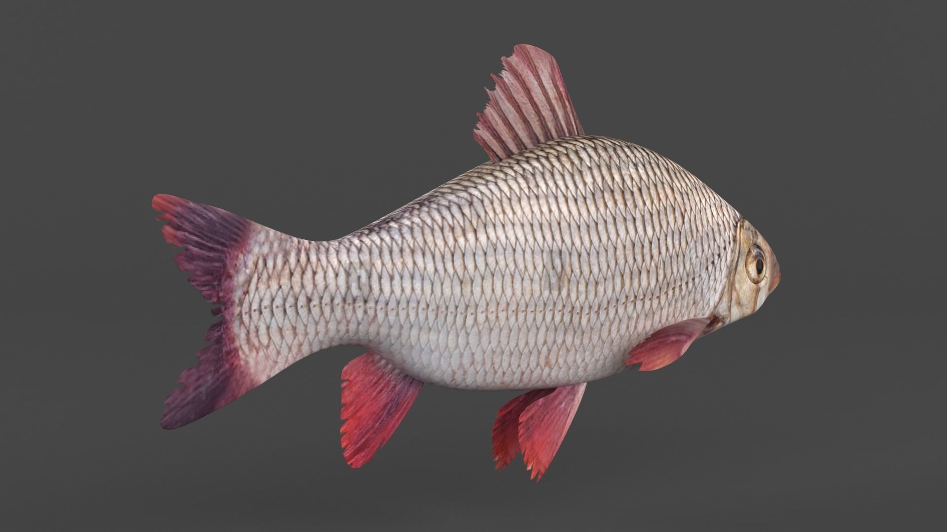 Freshwater Fish 3D model | CGTrader