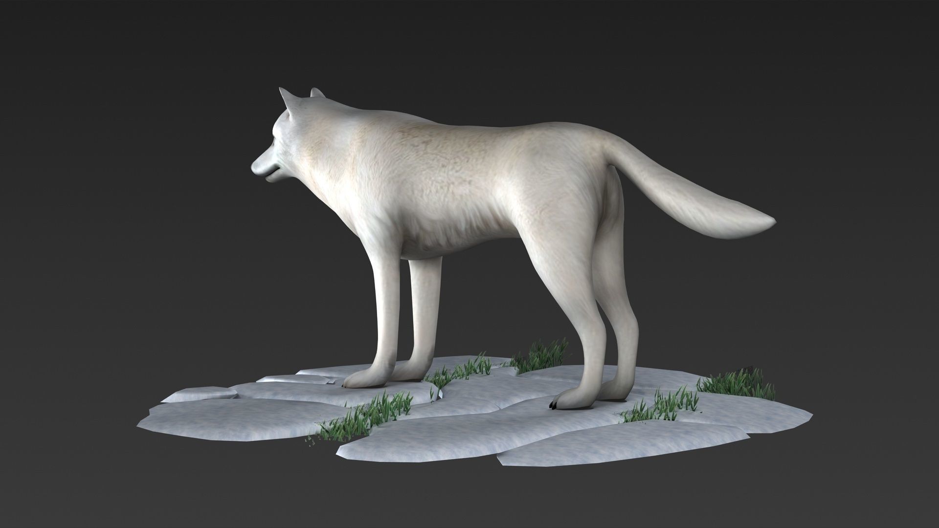 arctic wolf Labrador american mammal wolf 3D model | CGTrader