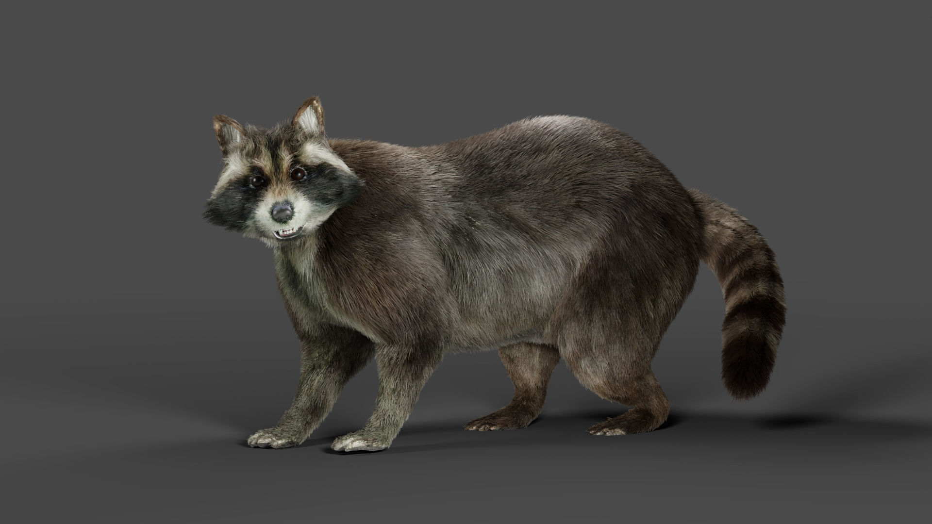 3D model 3D Fur Raccoon Rigged Animation in Blender VR / AR / low-poly ...