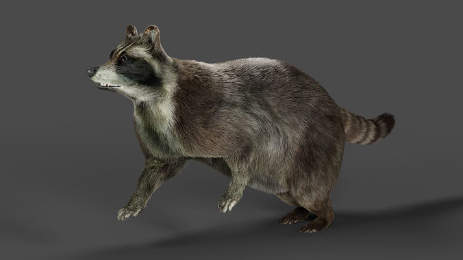 3D model 3D Fur Raccoon Rigged Animation in Blender VR / AR / low-poly ...