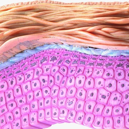 Epidermis Cross Section 3D model | CGTrader