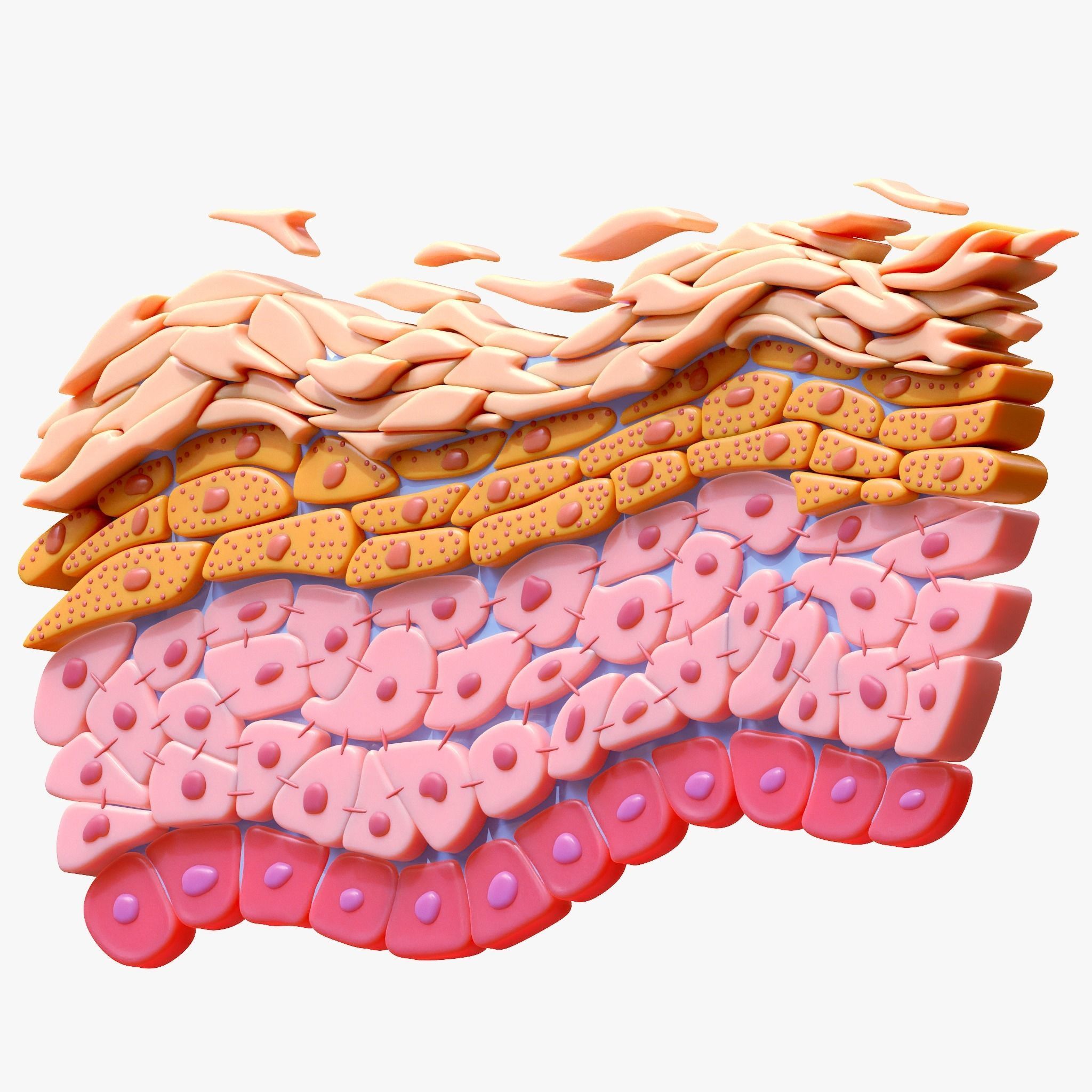 Epidermis Cross Section 3D model | CGTrader